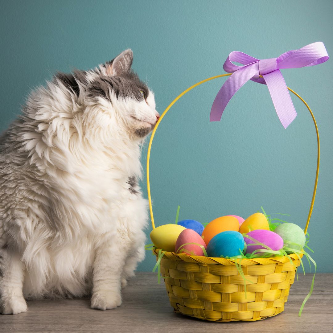 5 Ways to Celebrate Easter with Your Cat – Pryde Pets | prydepets.com.au